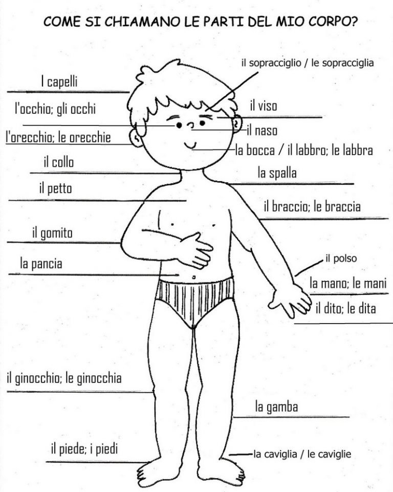 Plurali irregolari – Le parti del corpo – Intermedio B1